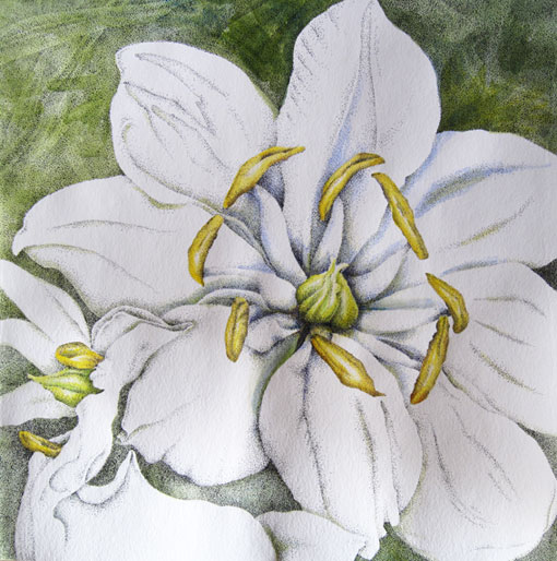 about – anna warren portfolio