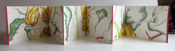 Zucchini flower drawing becomes a concertina – anna warren portfolio